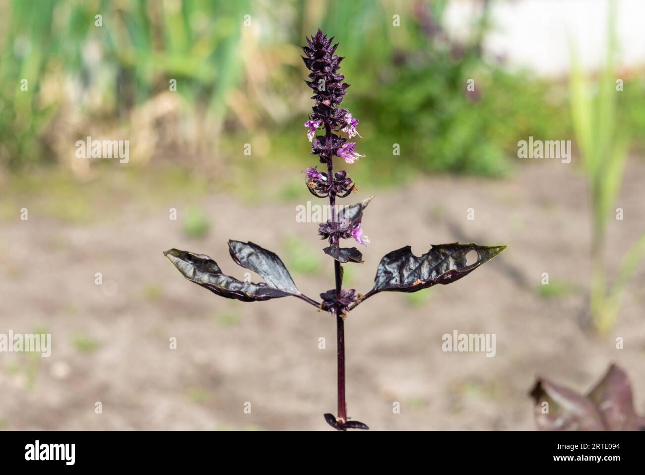 Purple basil flowers, against the background of vegetable garden plants ...