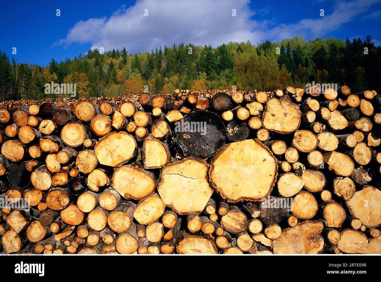 Cut and Stacked Logs Stock Photo - Alamy