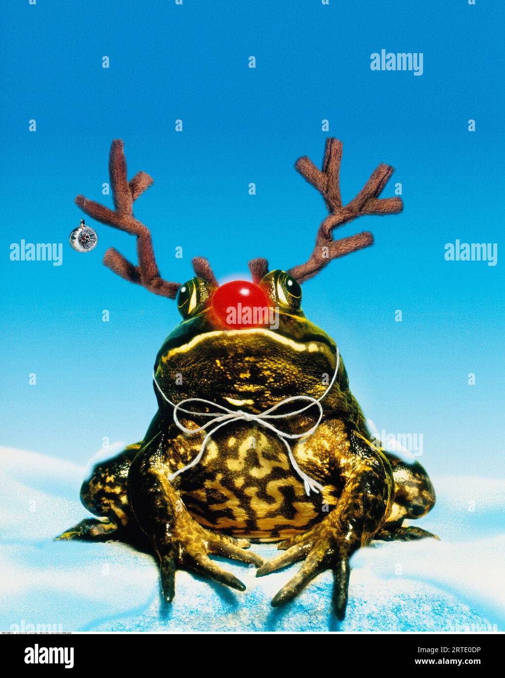 Rudolf red nose reindeer hi-res stock photography and images - Alamy