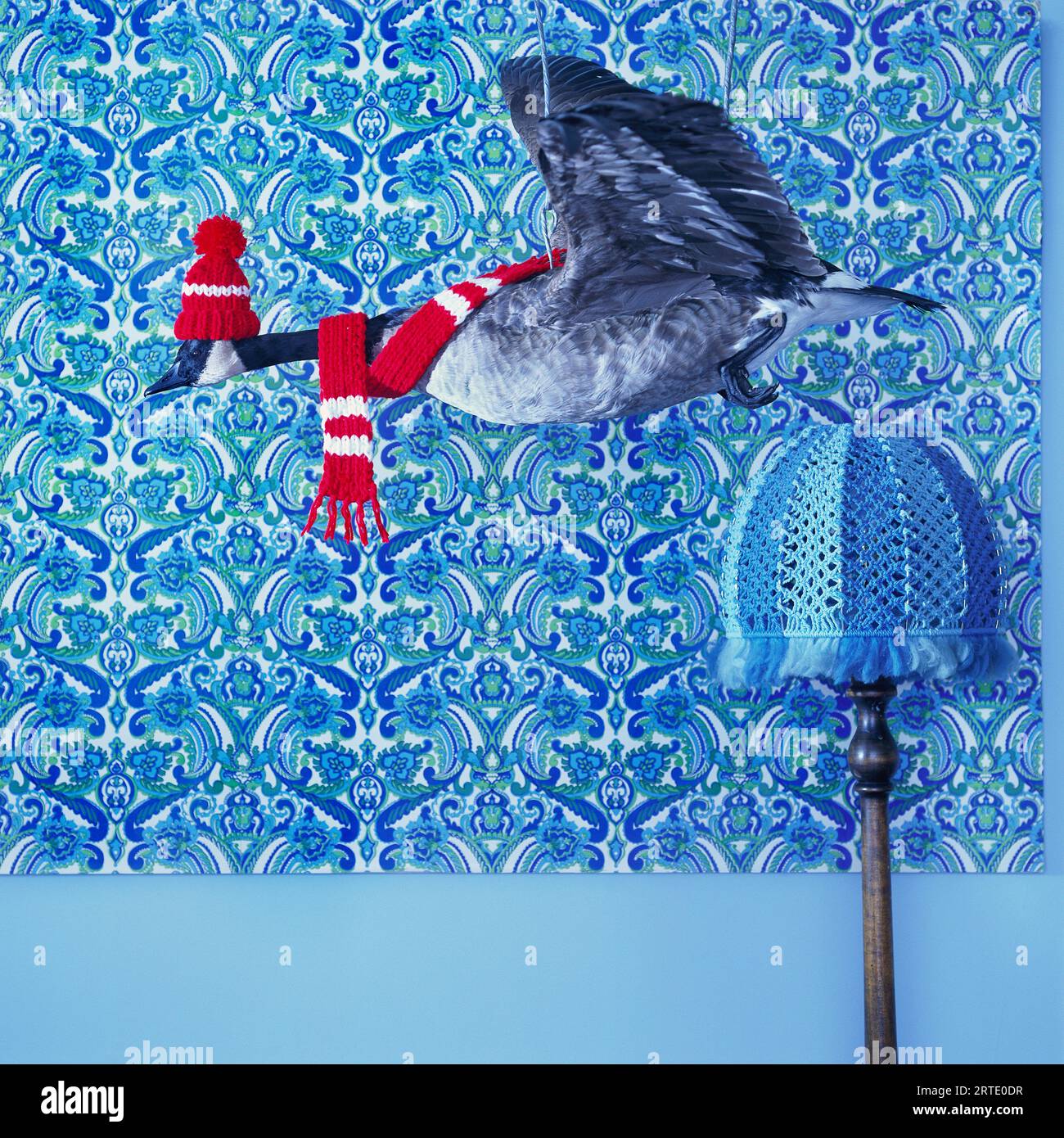 Branta canadensis interior hi-res stock photography and images - Alamy