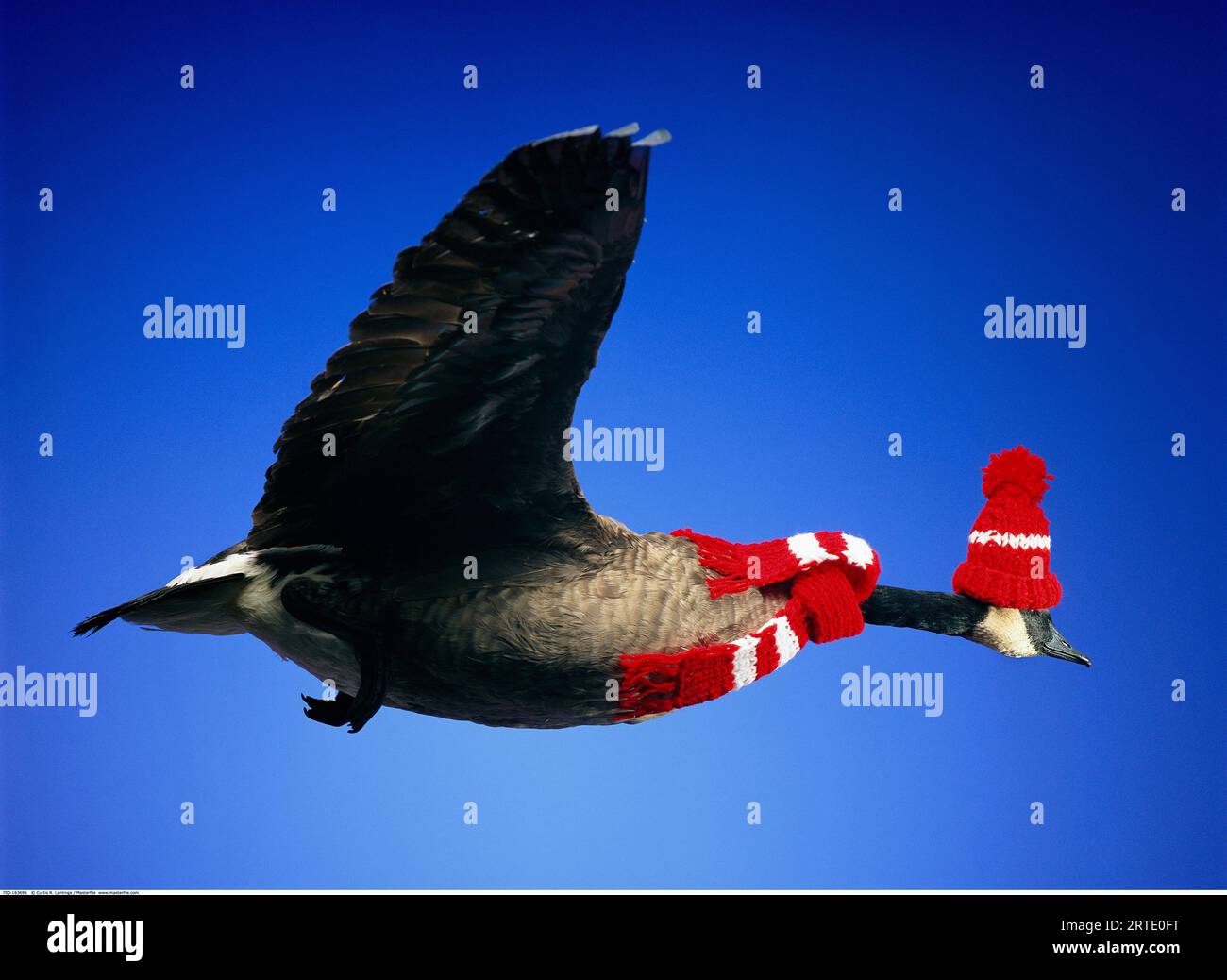 Canada goose flying south hi-res stock photography and images - Alamy