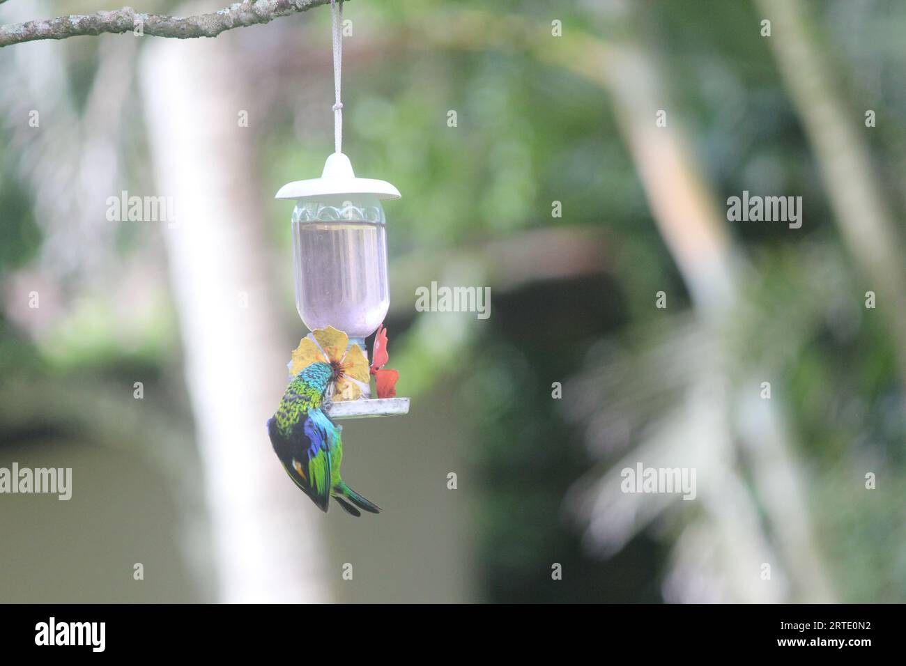 Brazilian birds from the Atlantic forest, photographed in freedom, in ...