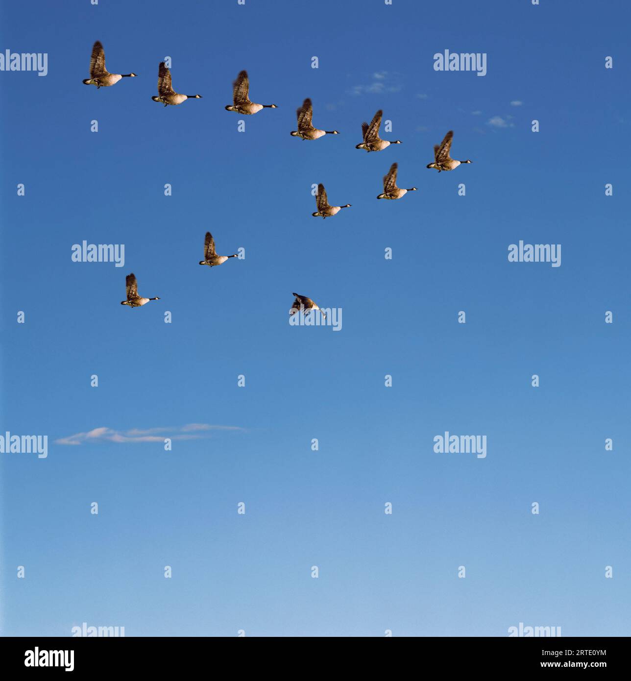 Formation en v hi-res stock photography and images - Alamy