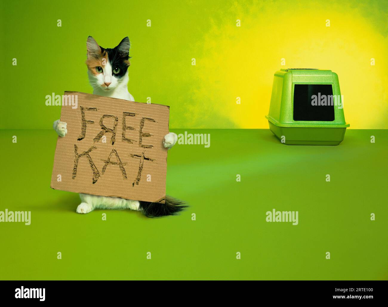 Cat Holding Sign Stock Photo - Alamy