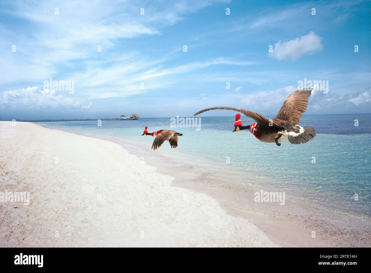 Goose bird fly flying soar hi-res stock photography and images - Alamy