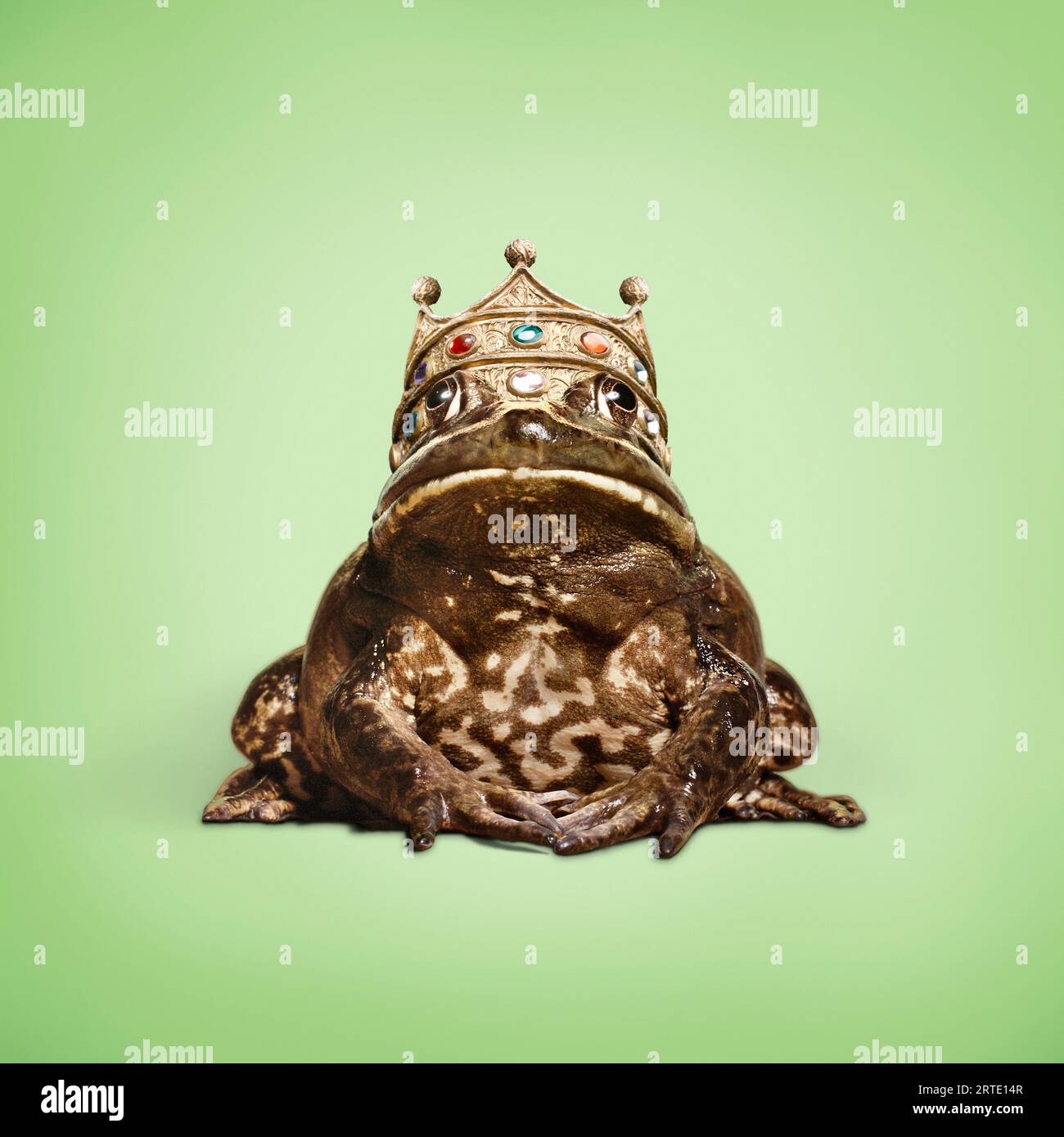 Frog Prince with Crown Stock Photo - Alamy