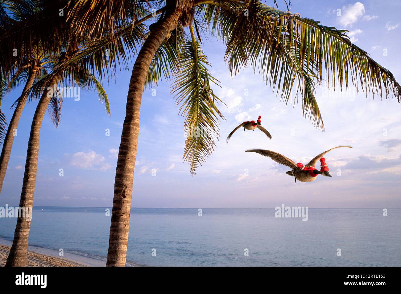 Geese flying south hi-res stock photography and images - Alamy