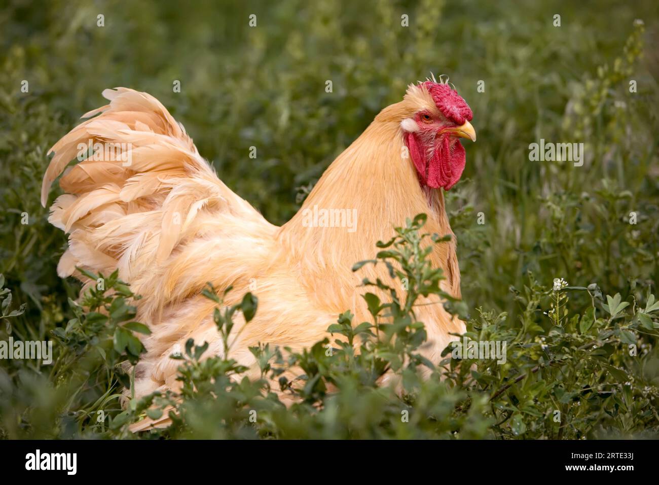 Red bright comb full hi-res stock photography and images - Alamy