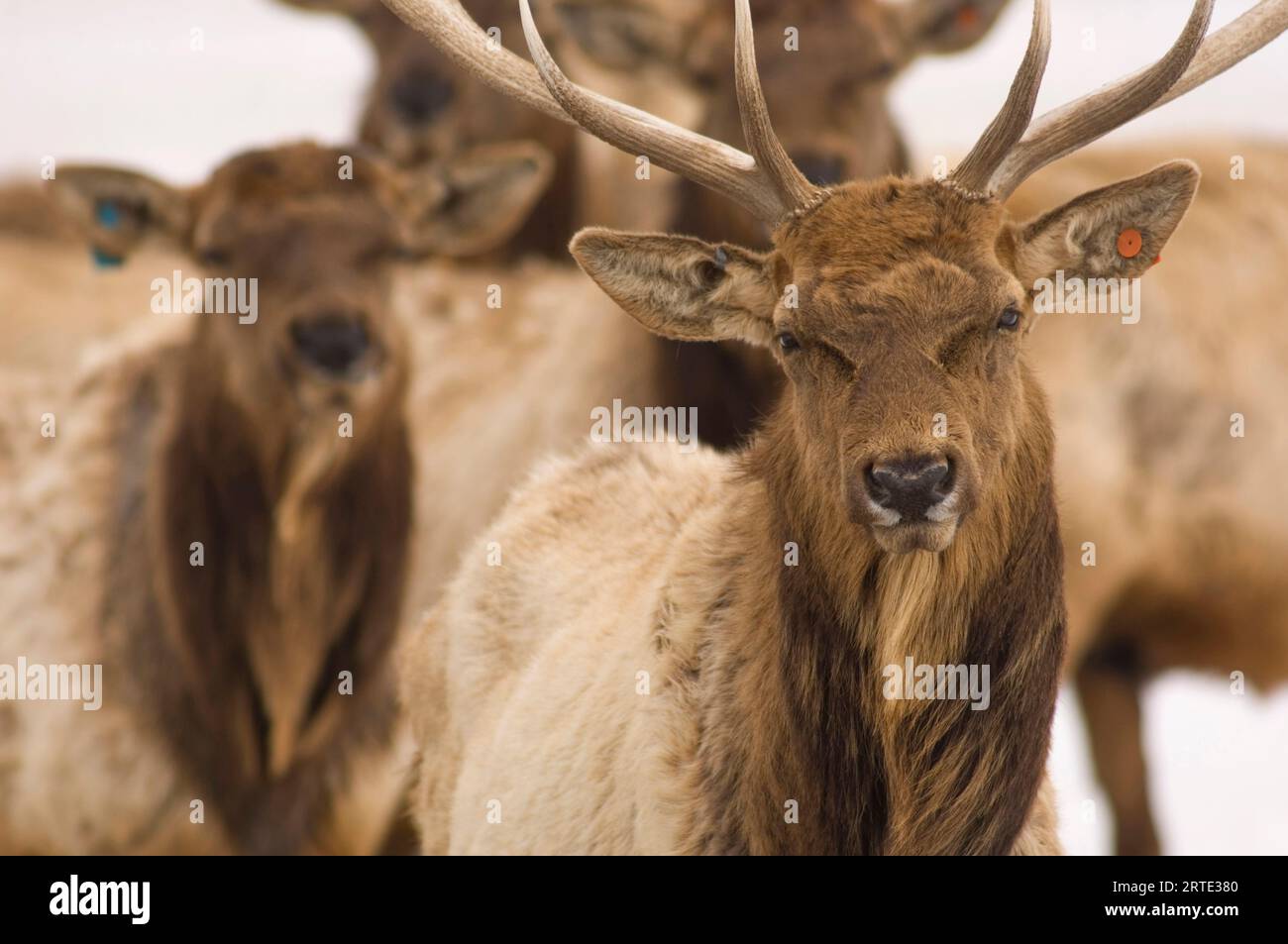 Ear tag deer hi-res stock photography and images - Alamy