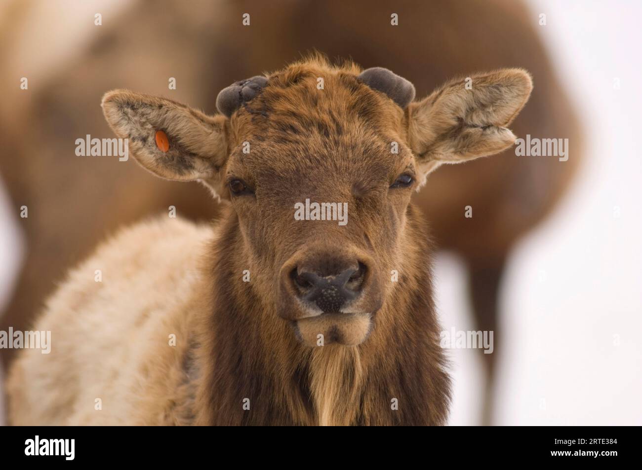 Close-up portrait of an Elk (Cervus canadensis) with an ear tag, near ...