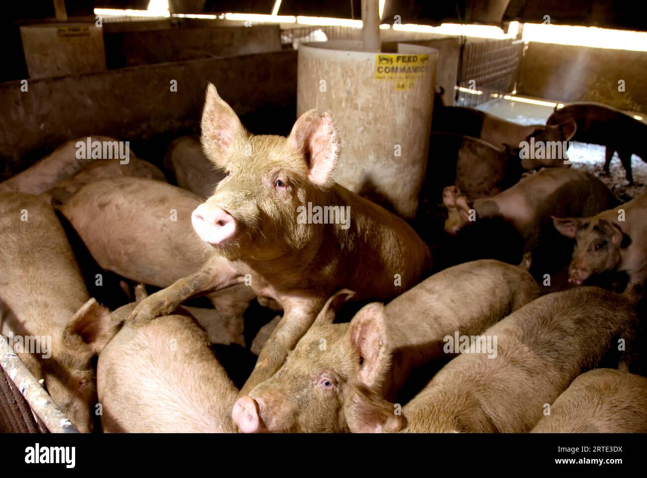 Pigs (Sus domesticus) at a hog farm; Greenleaf, Kansas, United States ...