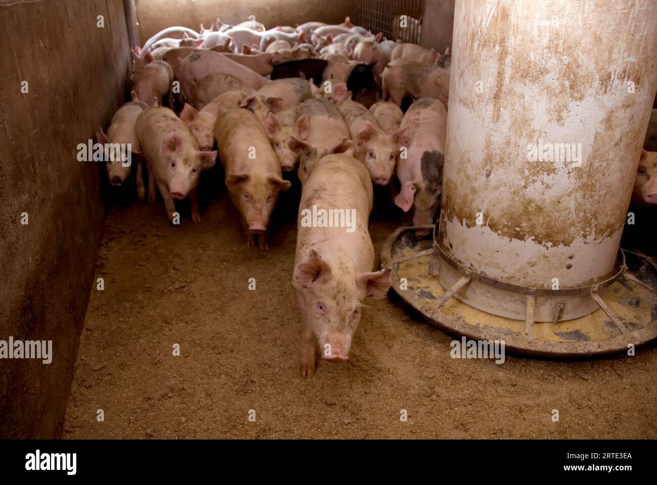 Pigs (Sus domesticus) at a hog farm; Greenleaf, Kansas, United States ...