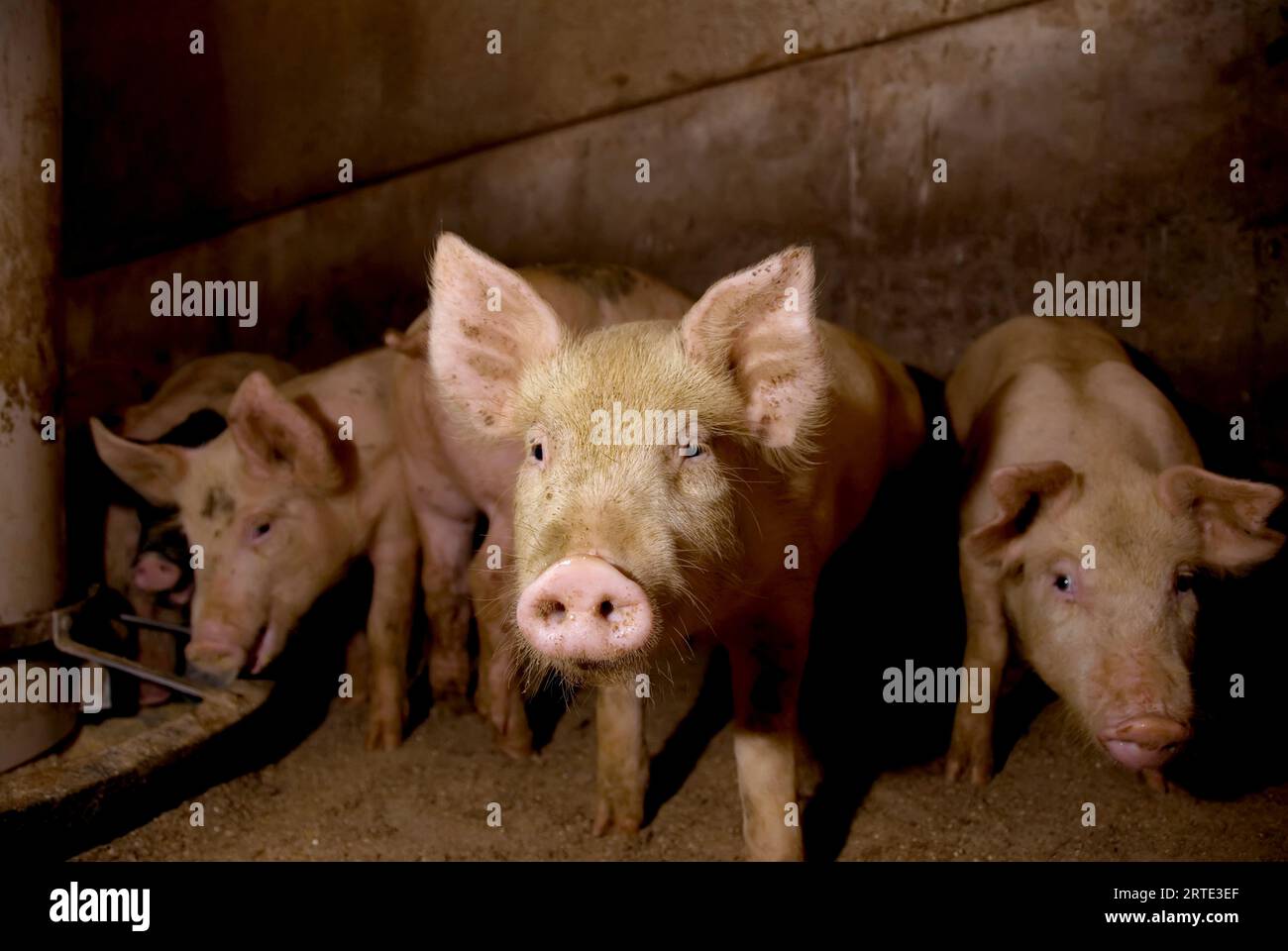 Close-up portrait of a Pig (Sus domesticus) at a hog farm; Greenleaf ...