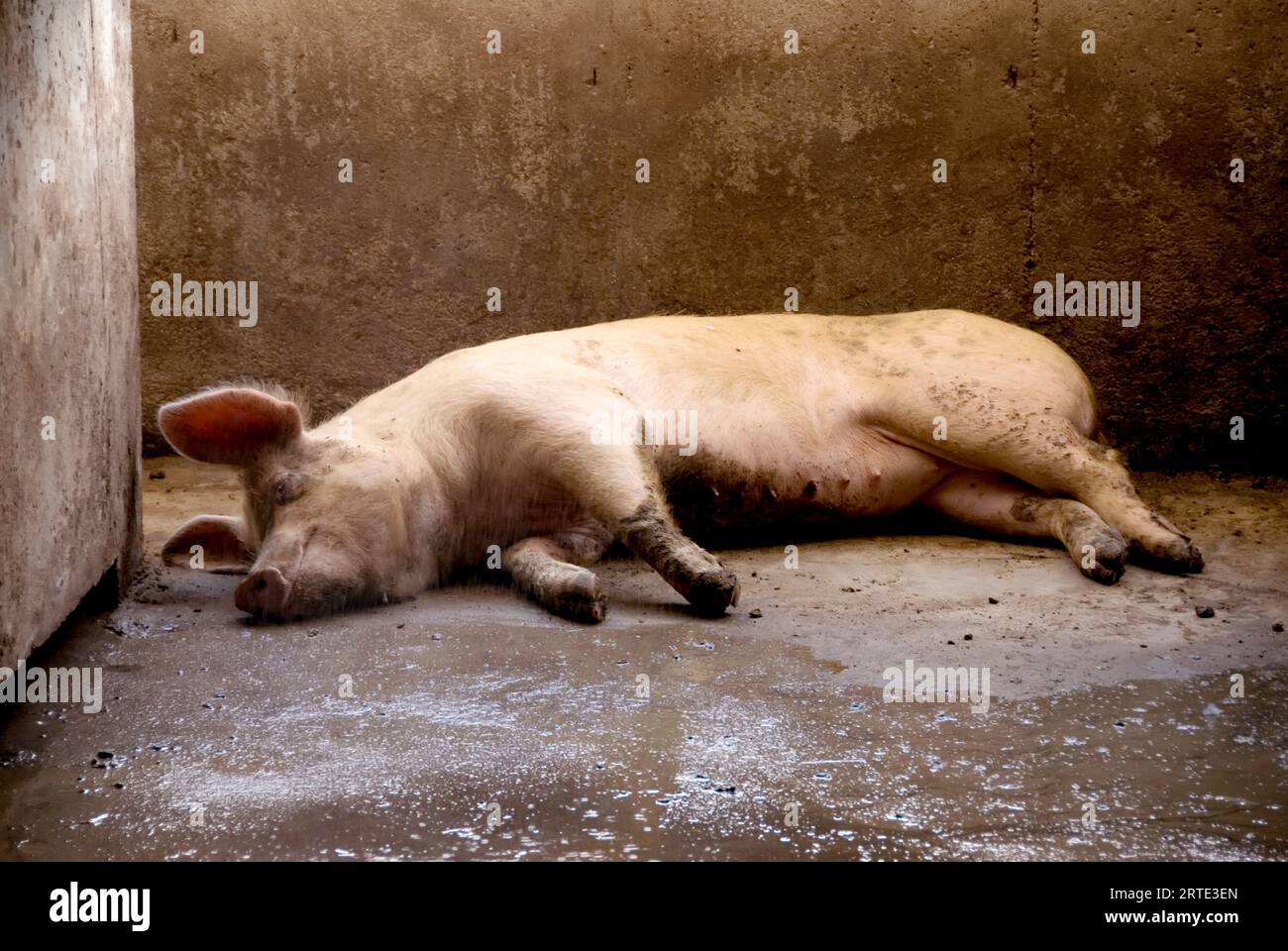 Pig (Sus domesticus) sleeping on the concrete floor at a hog farm ...