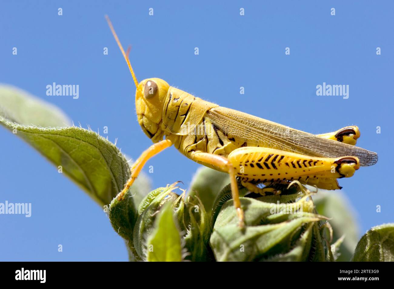 Grasshopper sits on a leaf against a bright blue sky; Lincoln, Nebraska ...