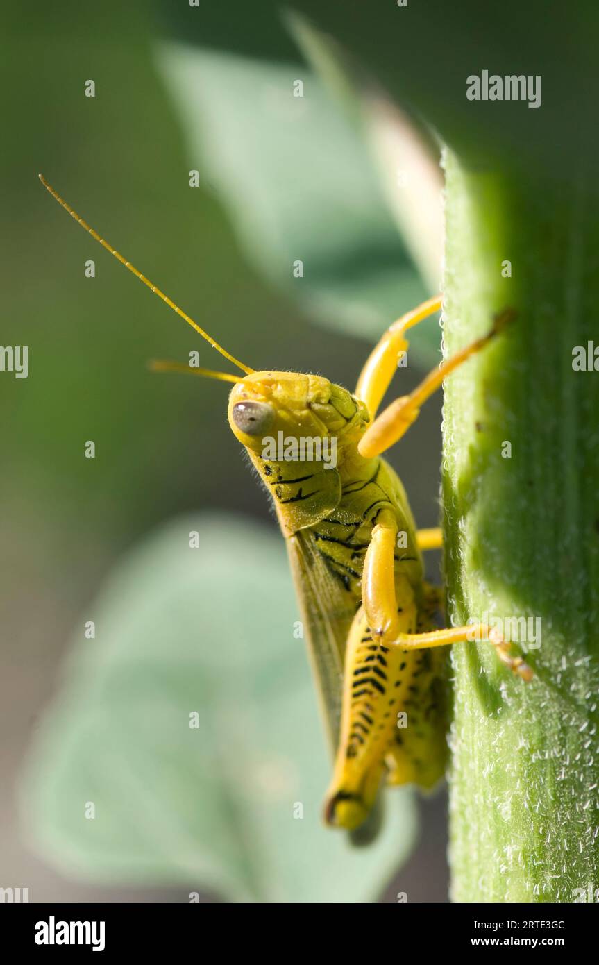 Grasshopper pests hi-res stock photography and images - Alamy
