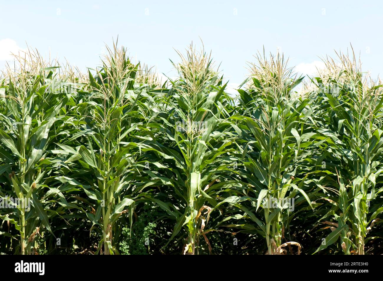Corn stalks tassels hi-res stock photography and images - Alamy