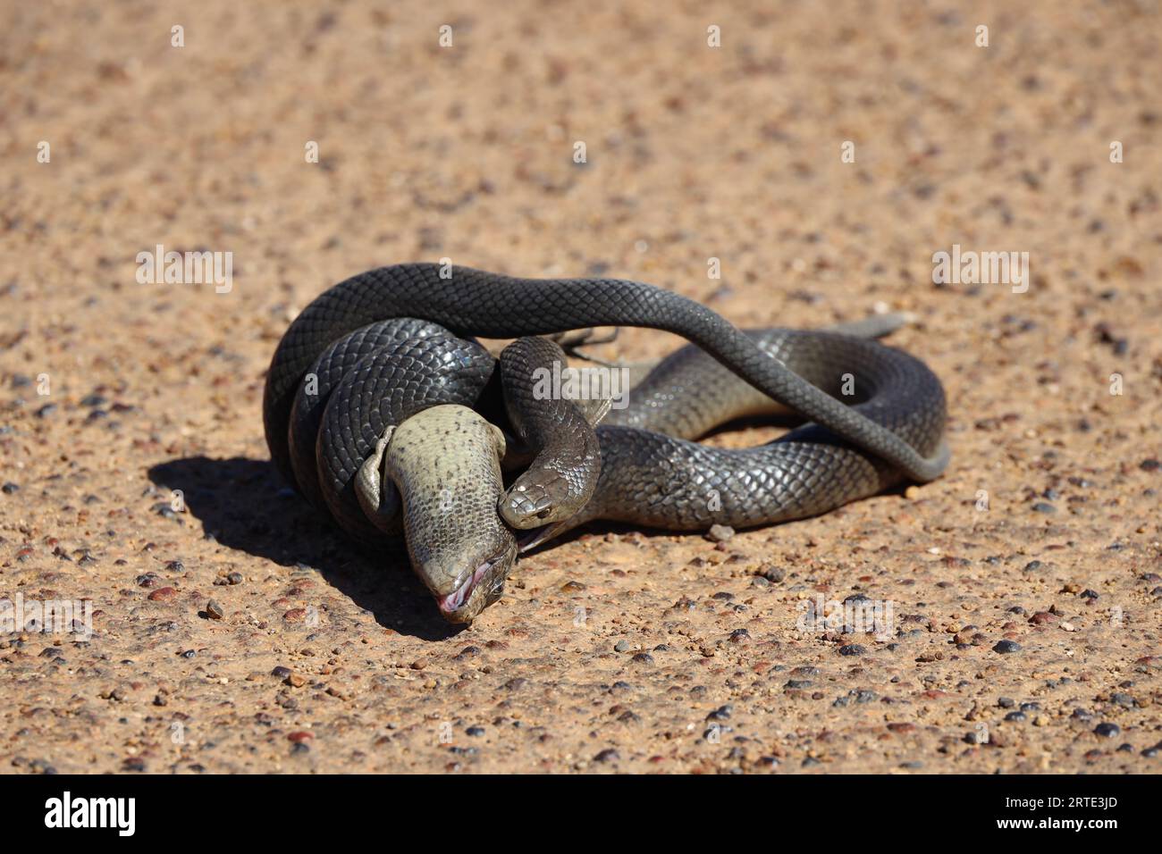 A closeup shot of a dugite snake in sizes up its meal getting ready to ...