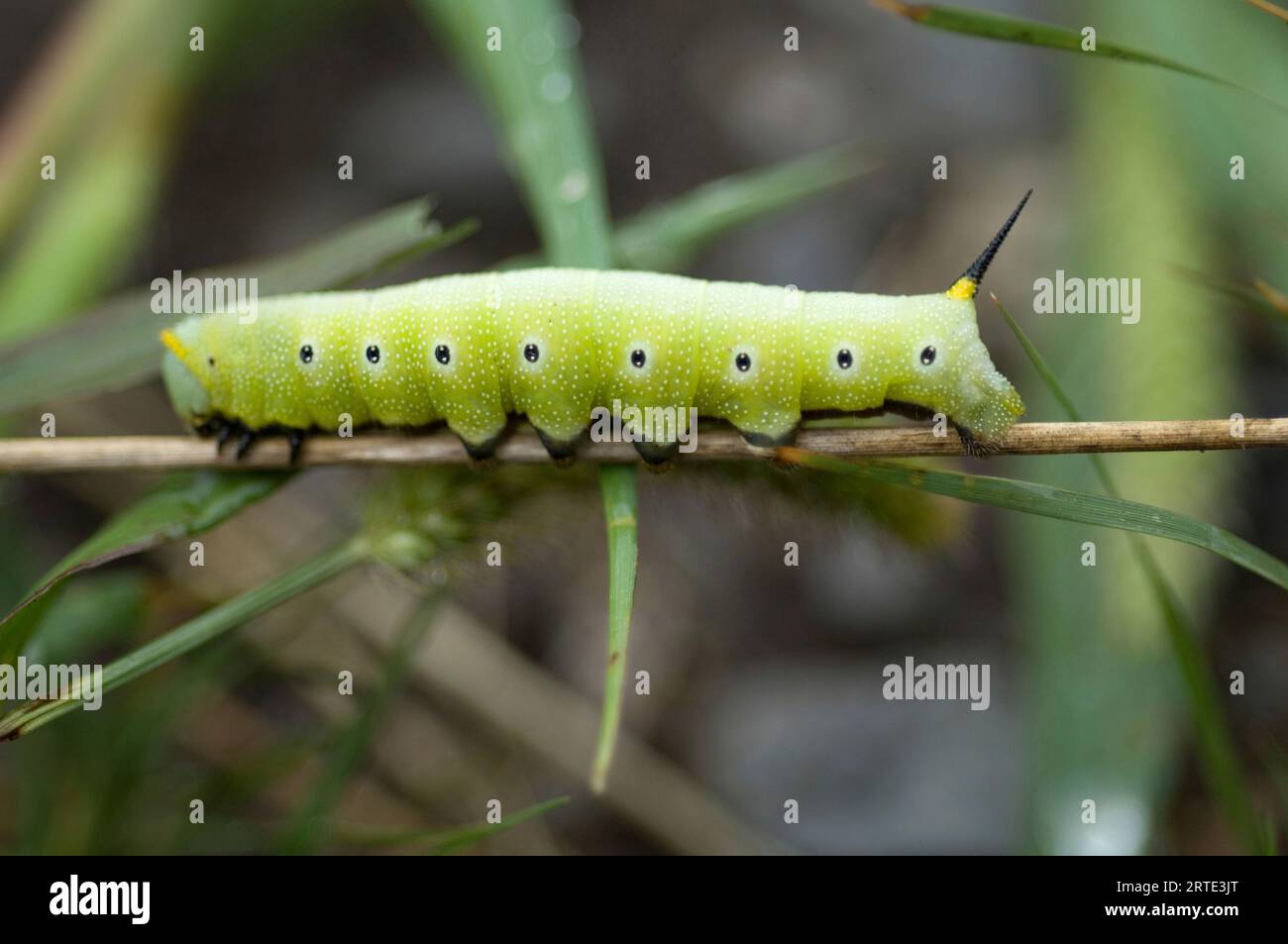 Green larvae hi-res stock photography and images - Alamy