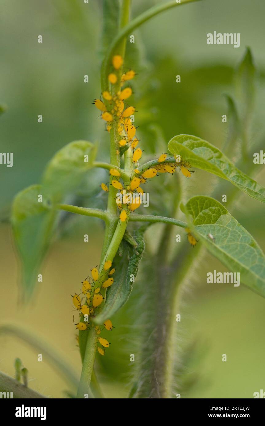 Aphids on a tomato plant; Elkhorn, Nebraska, United States of America ...