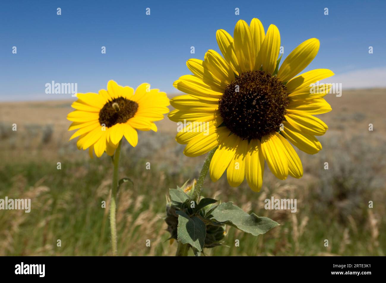 Close-up of Sunflowers (Helianthus Annuus) in bloom with a view of a ...
