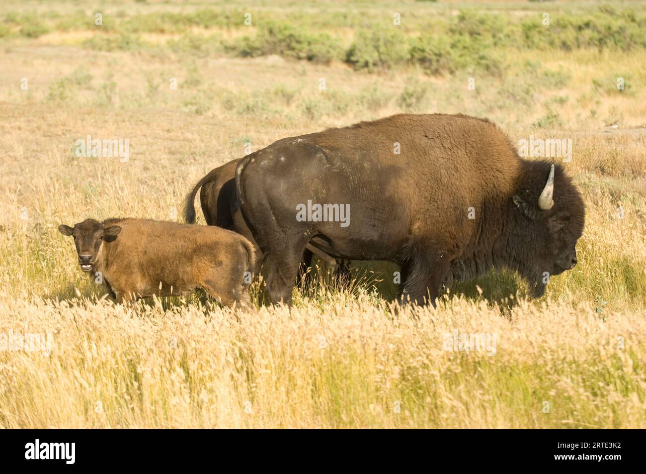 Bison (Bison bison) graze on a Montana ranch, USA; Malta, Montana ...
