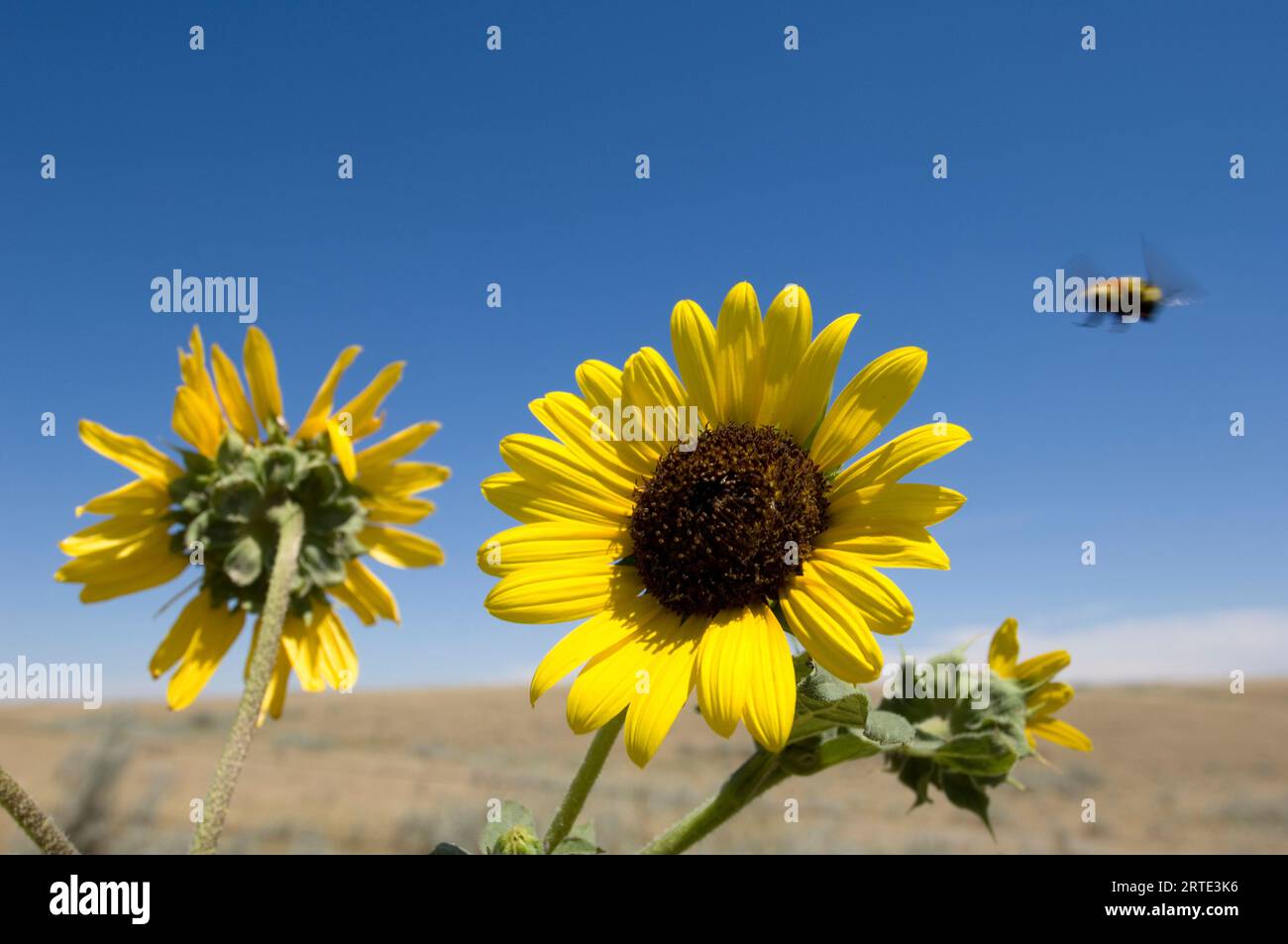 Sunflowers (Helianthus Annuus) and bumble bees with a view of a field ...