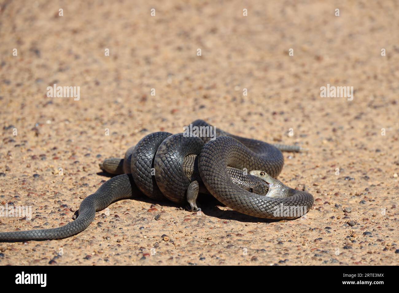 A closeup shot of a dugite snake in sizes up its meal getting ready to ...