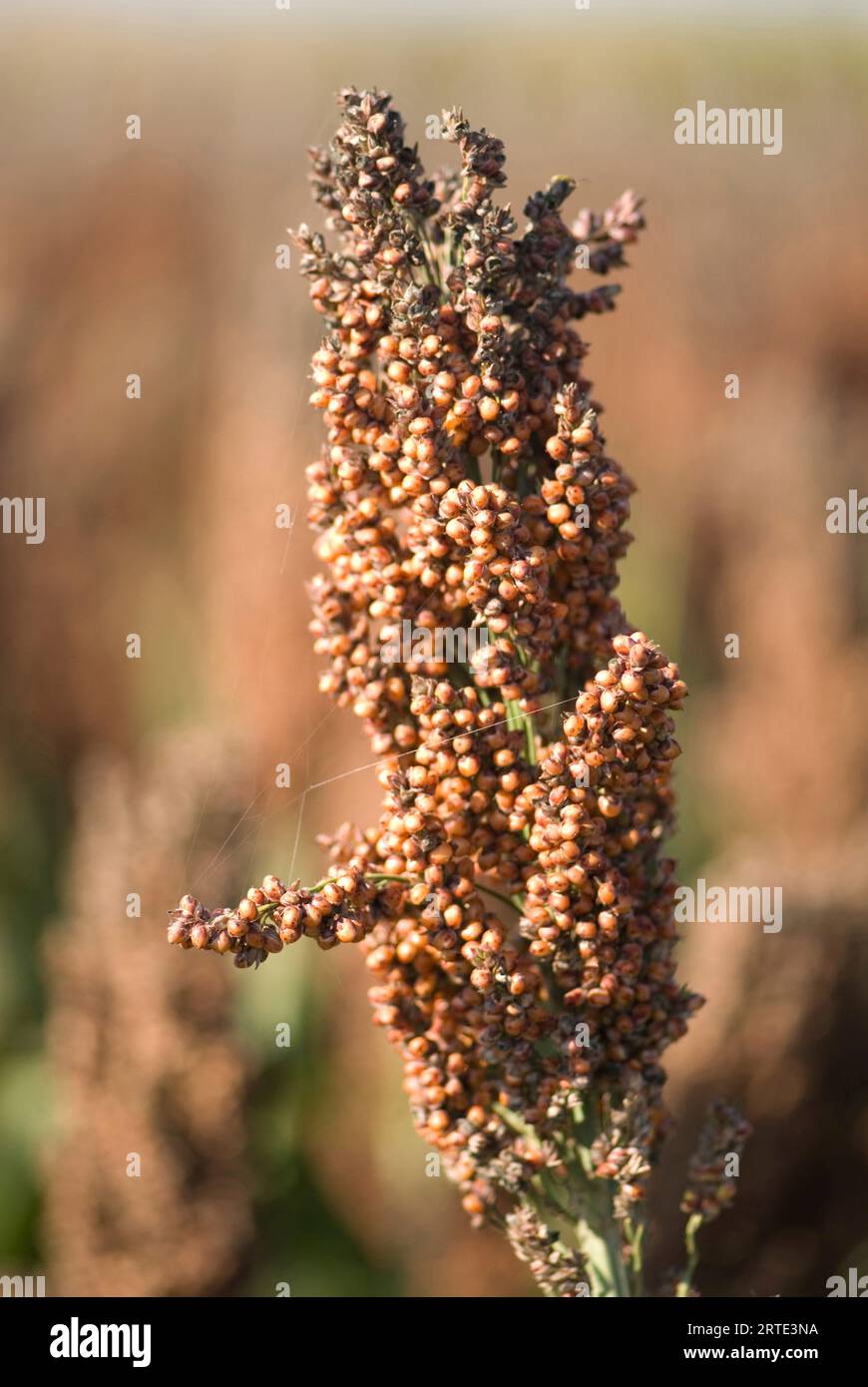 Sorghum growing sunny day hi-res stock photography and images - Alamy