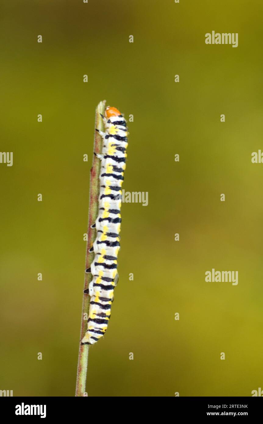 Clouded crimson caterpillar hi-res stock photography and images - Alamy