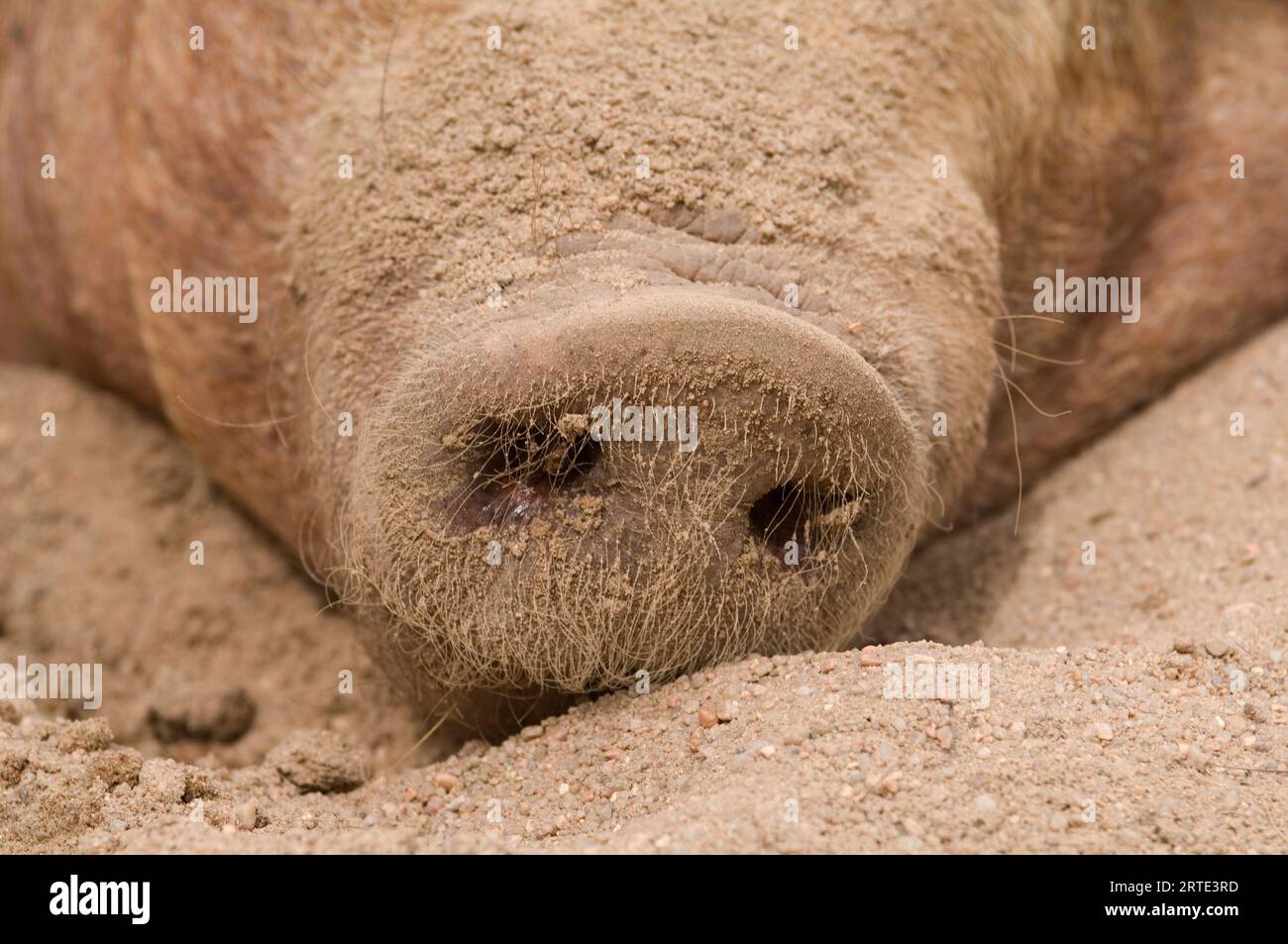 Rare pig breeds hi-res stock photography and images - Alamy
