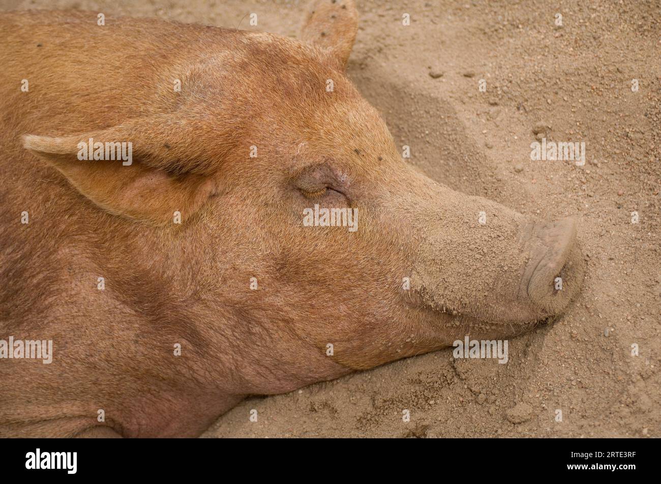Rare pig breeds hi-res stock photography and images - Alamy