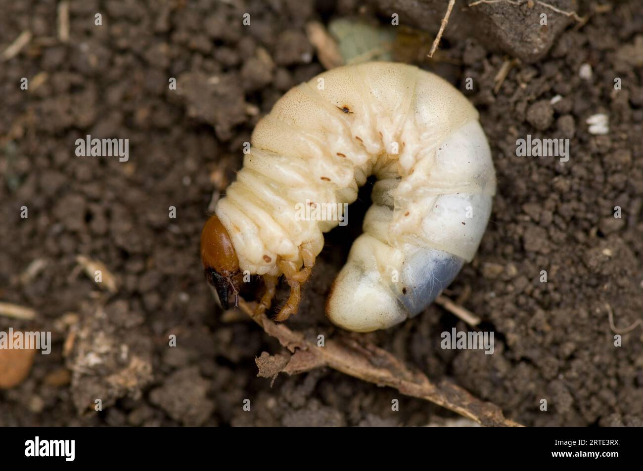 White grubs hi-res stock photography and images - Alamy