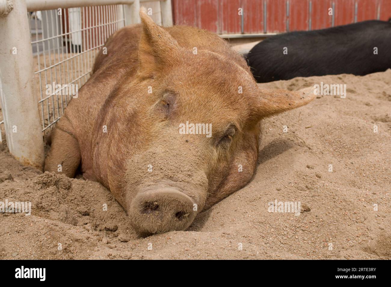 Rare pig breeds hi-res stock photography and images - Alamy