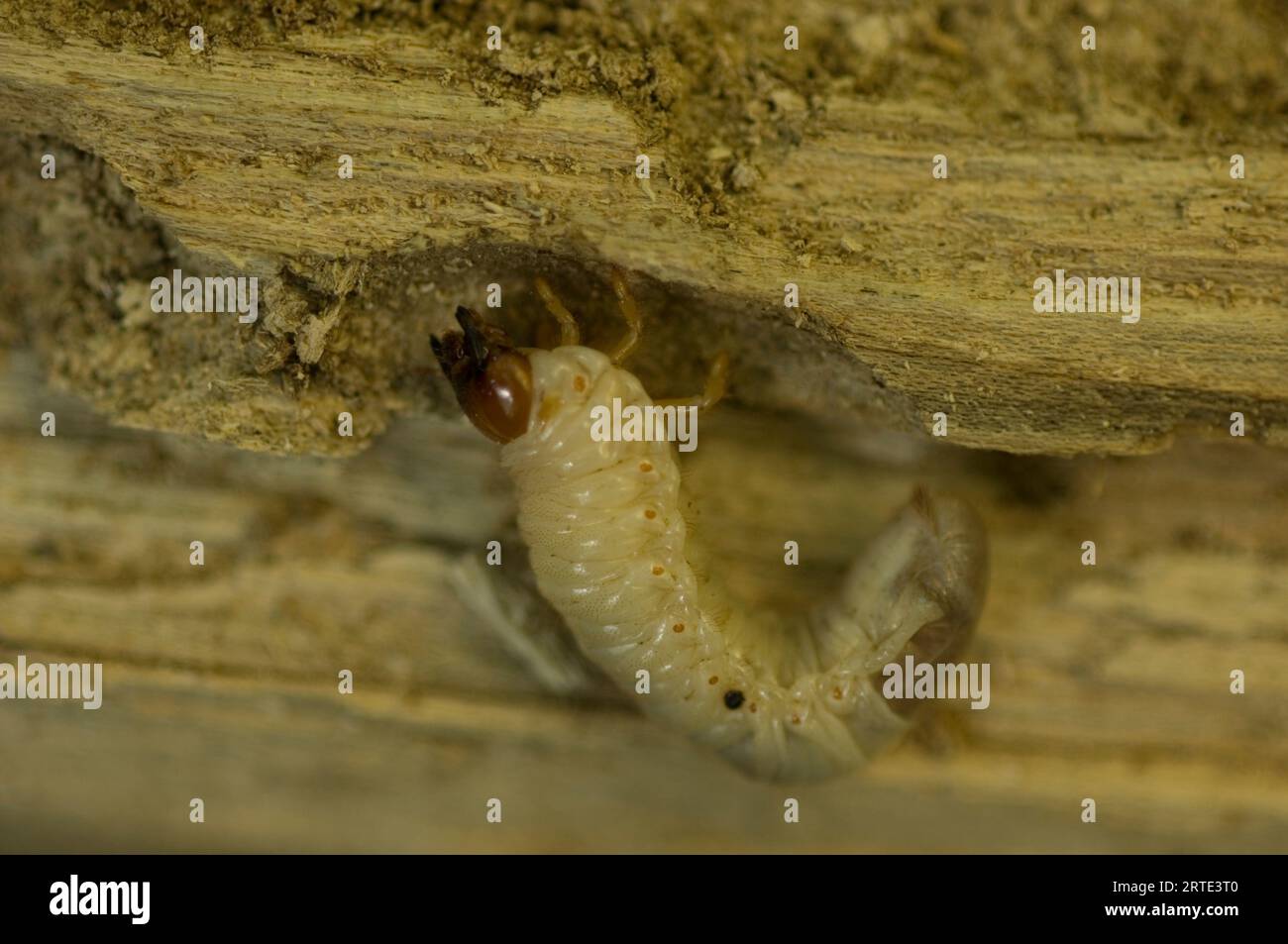 Large grub in a decaying log, a main food source for woodpeckers, in ...