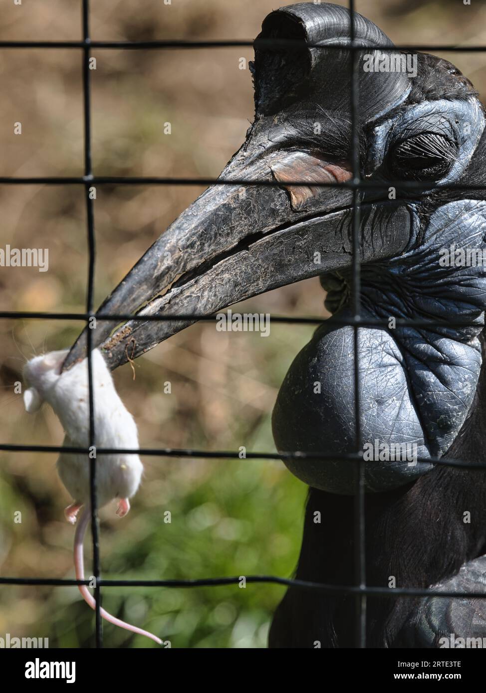 Abyssinian ground hornbill with a white mouse in its beak behind the ...