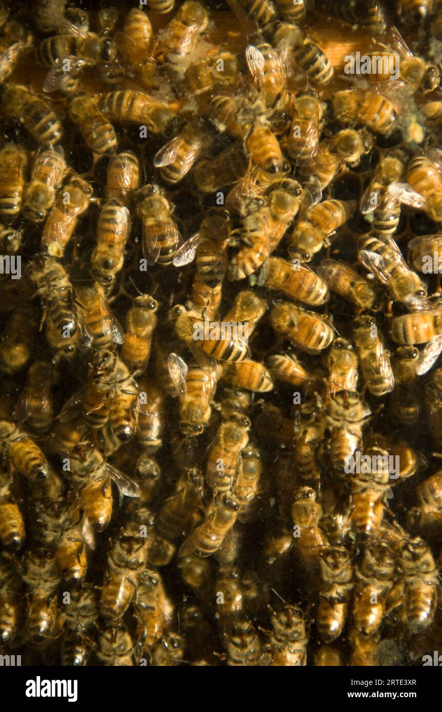 Large swarm of bees; Lincoln, Nebraska, United States of America Stock ...