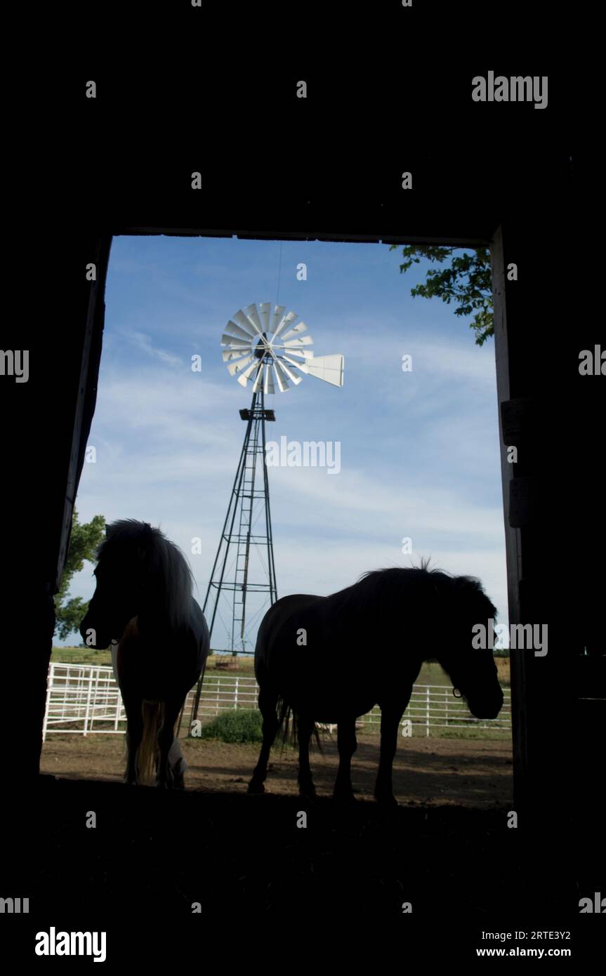 Ponies in silhouette in a barn; Greenleaf, Kansas, United States of ...