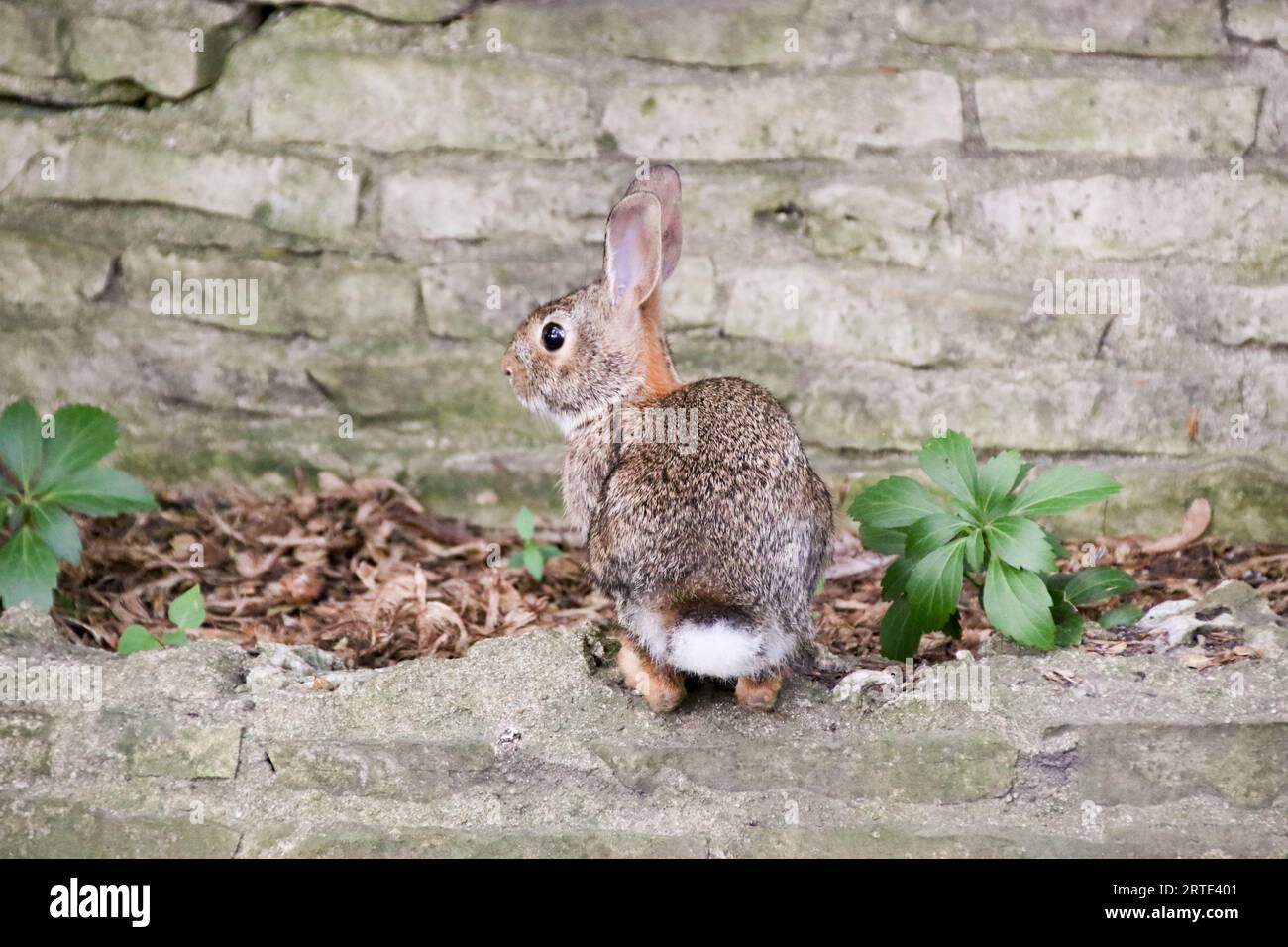 Pulaski park hi-res stock photography and images - Alamy