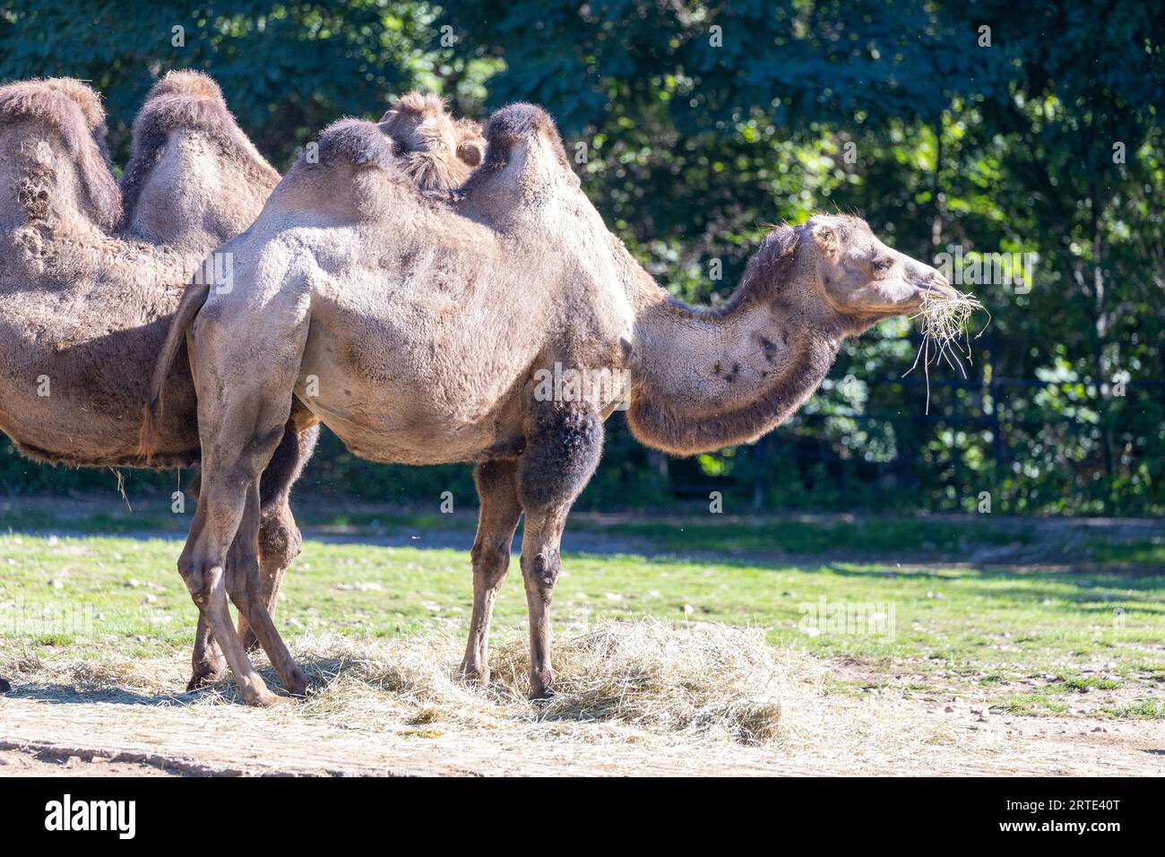 Majestic African camel (Camelus dromedarius) spotted in its natural ...