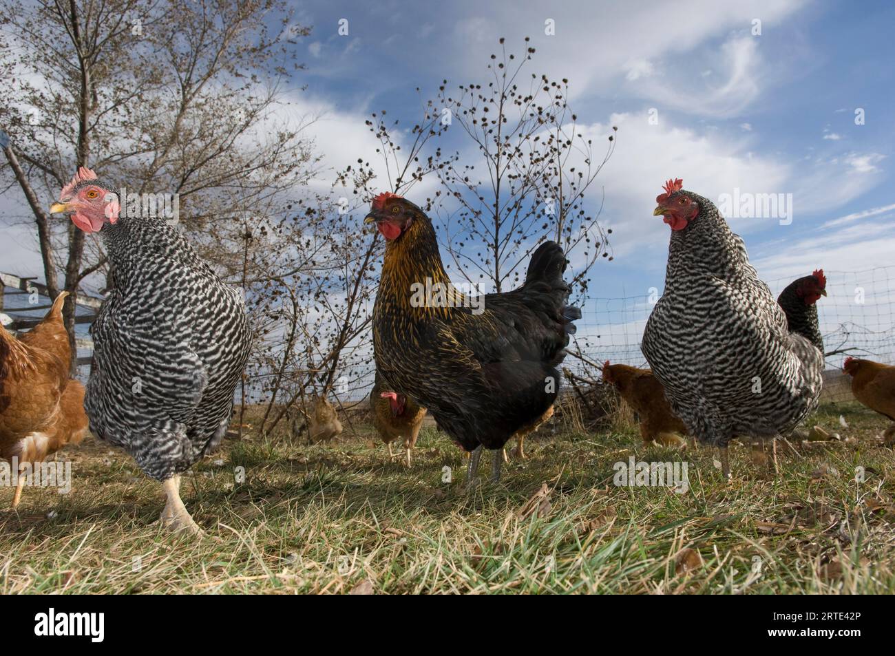 Group of chickens gather on farmyard; Davey, Nebraska, United States of ...
