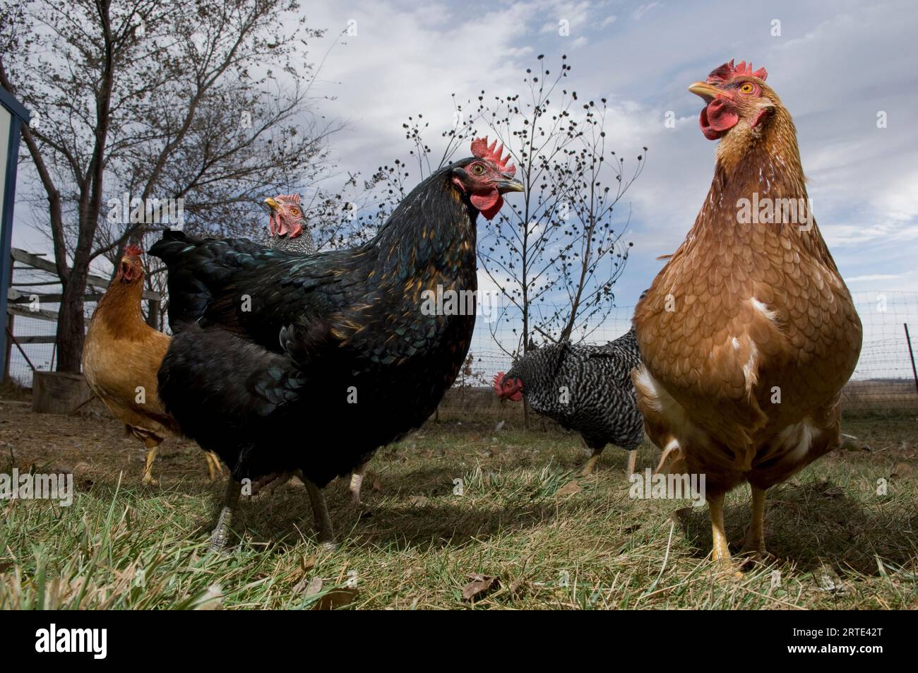 Group of chickens gather on farmyard; Davey, Nebraska, United States of ...