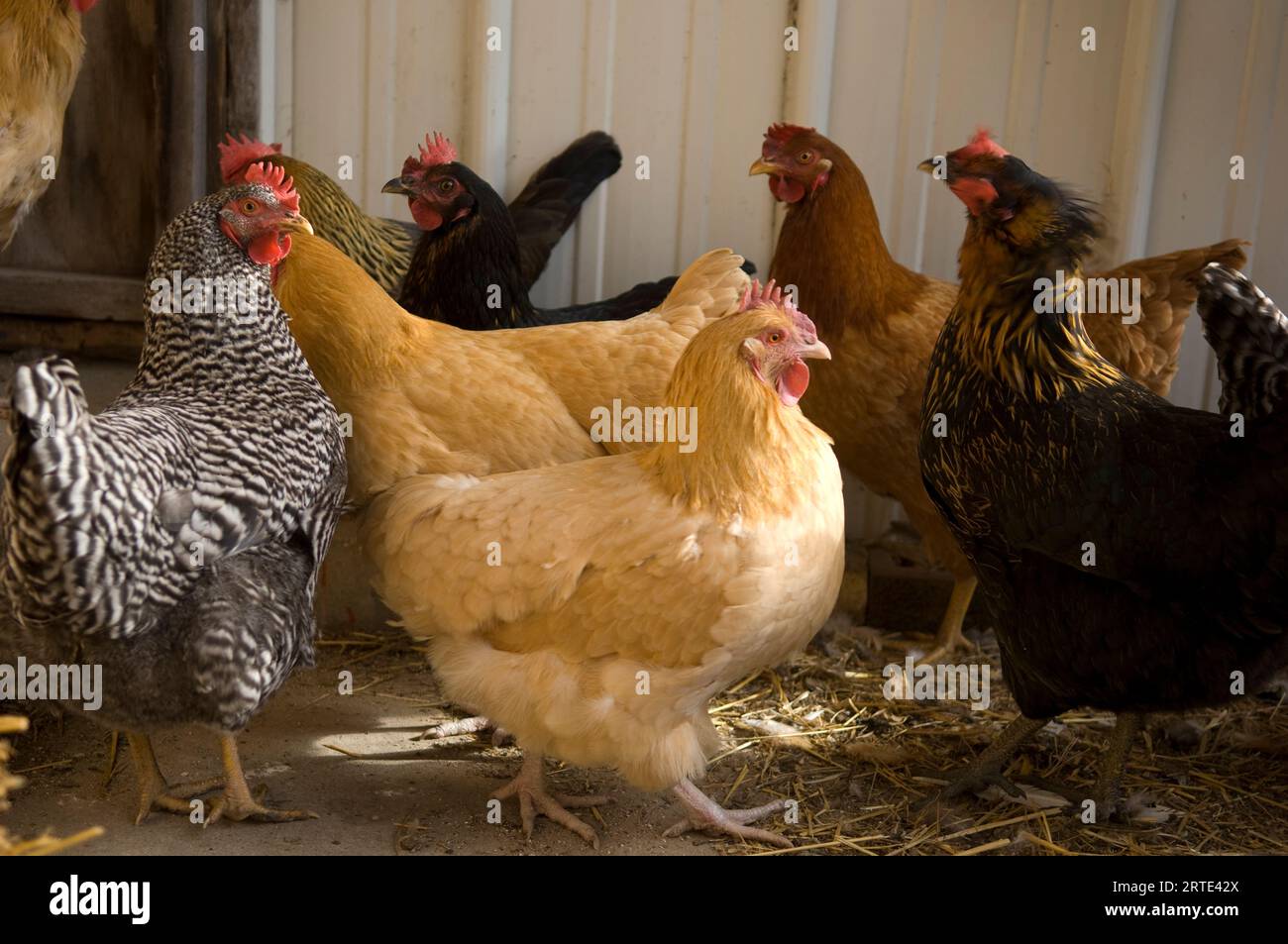 Group of chickens gather inside a barn; Davey, Nebraska, United States ...