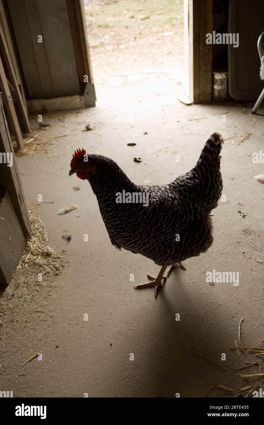 Barred Plymouth Rock Chicken in a barn on a farm; Davey, Nebraska ...