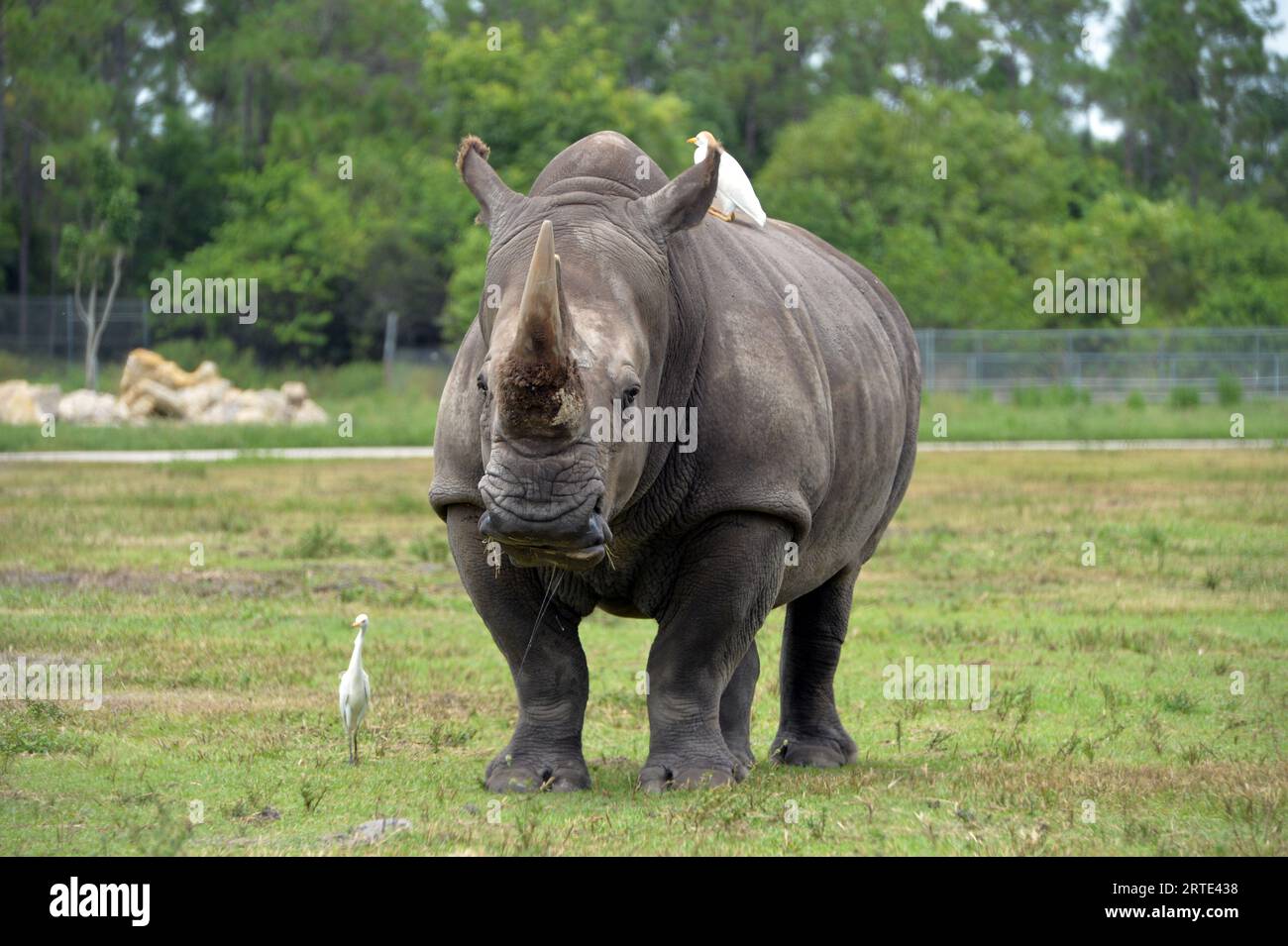 Rhino compound hi-res stock photography and images - Alamy