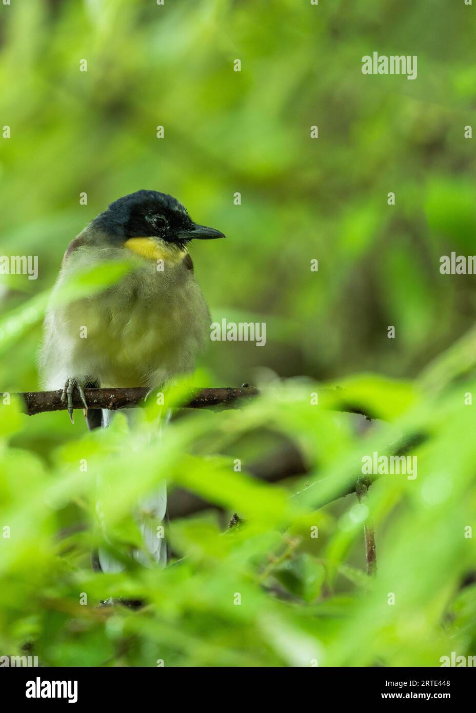 A captivating Blue-Crowned Laughingthrush (Garrulax courtoisi) native ...