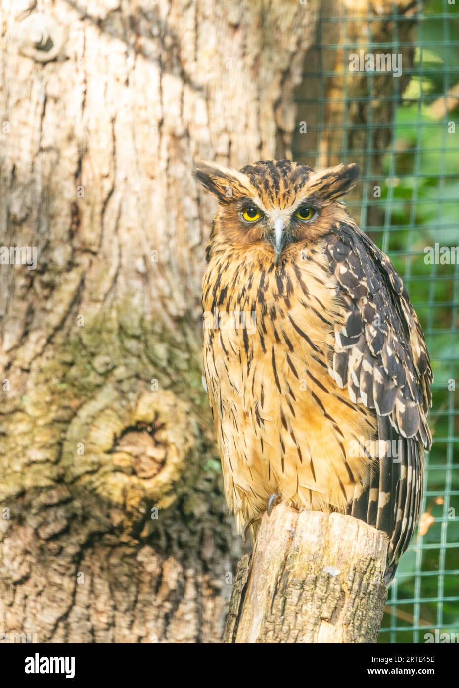 A stunning Buffy Fish Owl (Ketupa ketupu) captured in its native ...