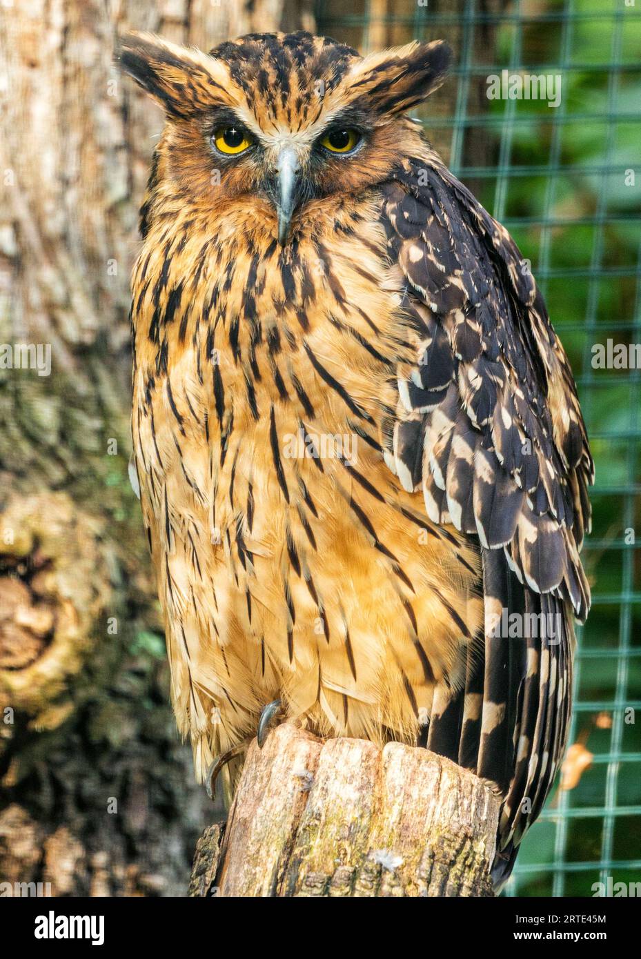 A stunning Buffy Fish Owl (Ketupa ketupu) captured in its native ...