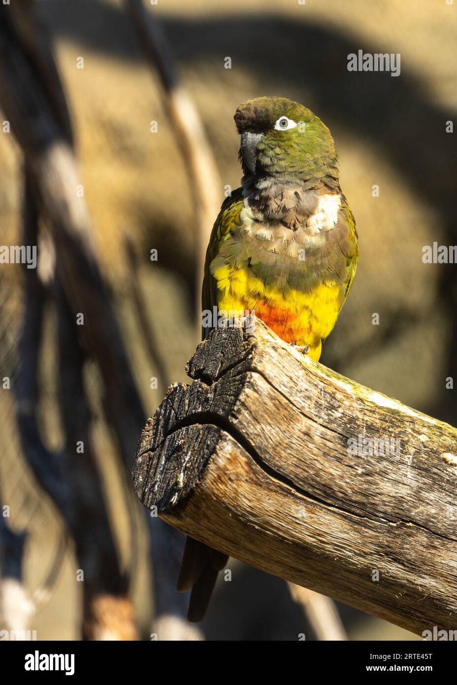 A stunning Buffy Fish Owl (Ketupa ketupu) captured in its native ...