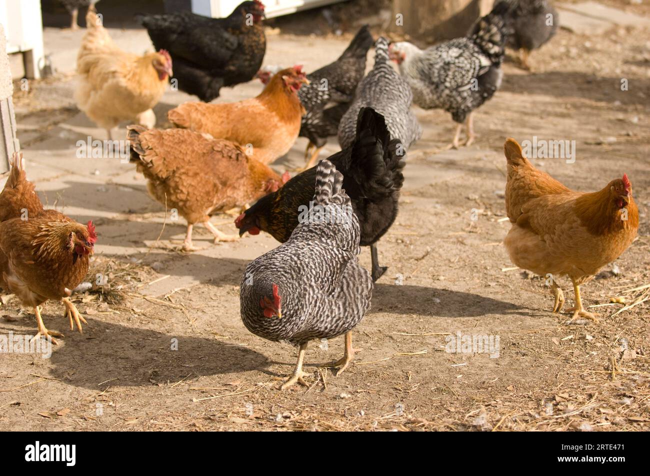 Group of chickens gather outside a barn; Davey, Nebraska, United States ...